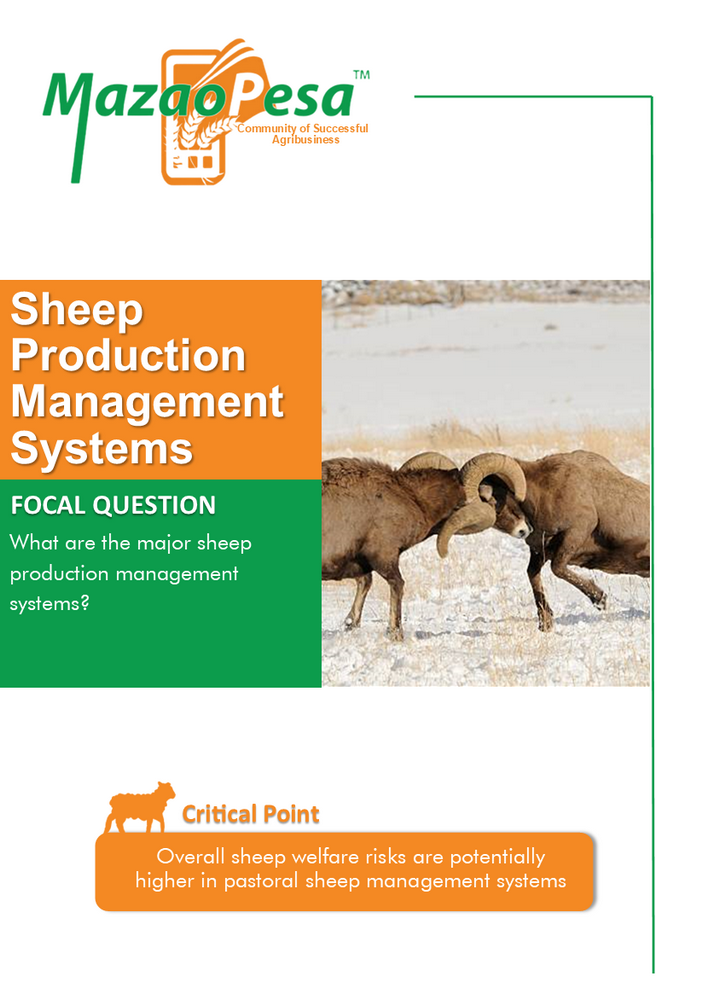 Sheep Production Management Systems – Mazaopesa